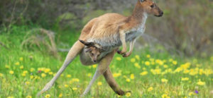 30+ Biodiversity quiz questions and answers - Geography