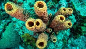 50+ Phylum Porifera Questions Answers - Quiz on Sponges