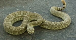 30+ Snake Questions and Answers - Examsegg