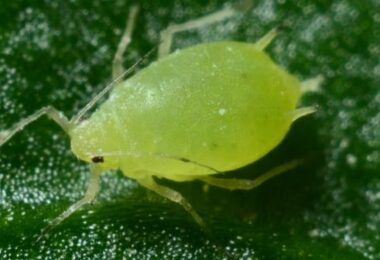 30+ Meiosis multiple choice questions with answers - Examsegg Biology