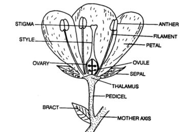 30 MCQ on Enzymes - Enzyme Questions and Answers